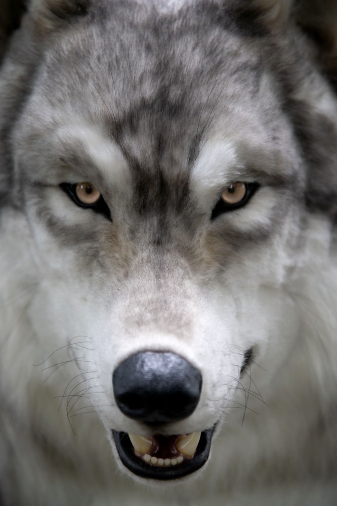 Wolf Suit [Custom-made for personal order] | Zeppet