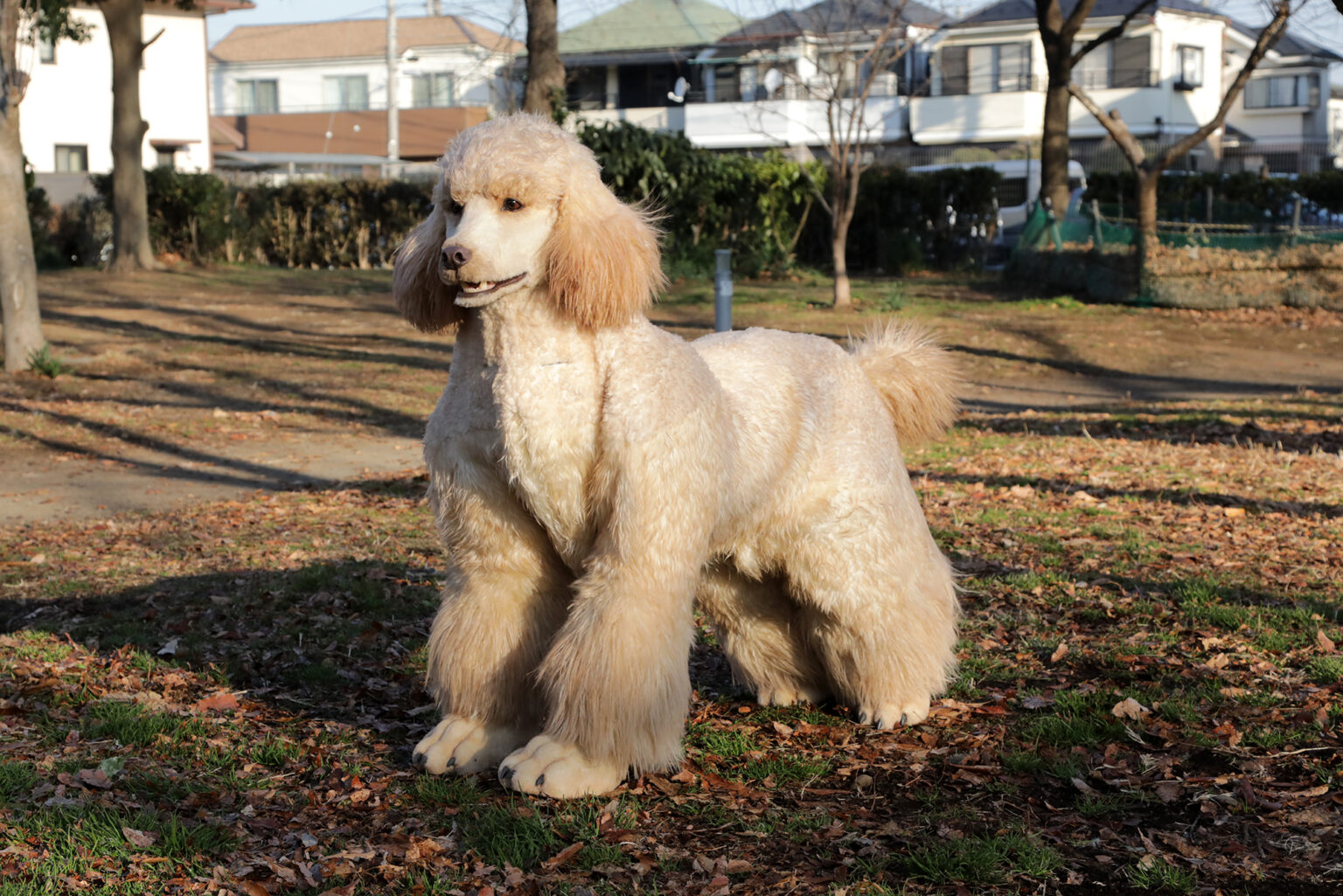 Dog Costume (Standard Poodle) – Custom-made for personal order | Zeppet